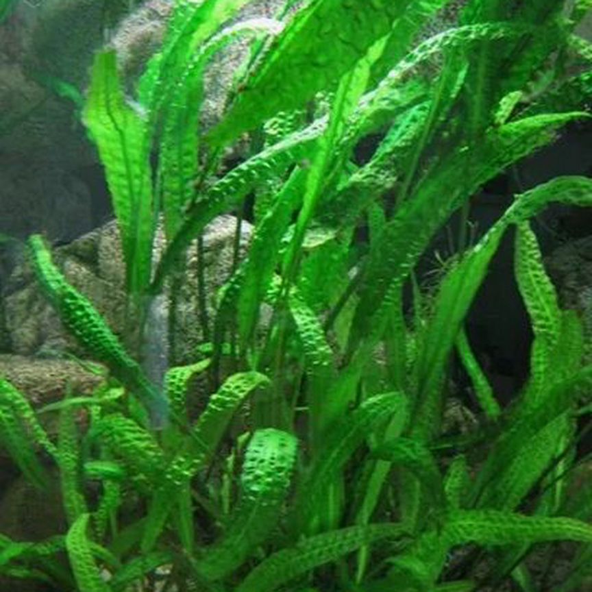 Растение для аквариума