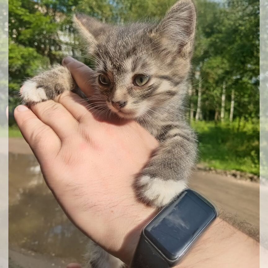 Котята в добрые руки