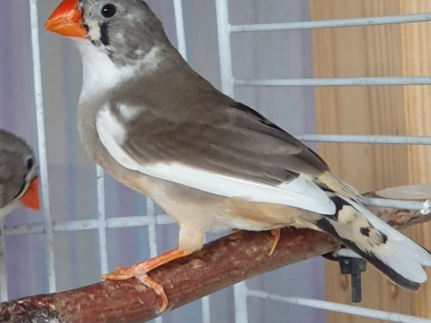 Зебровые амадины