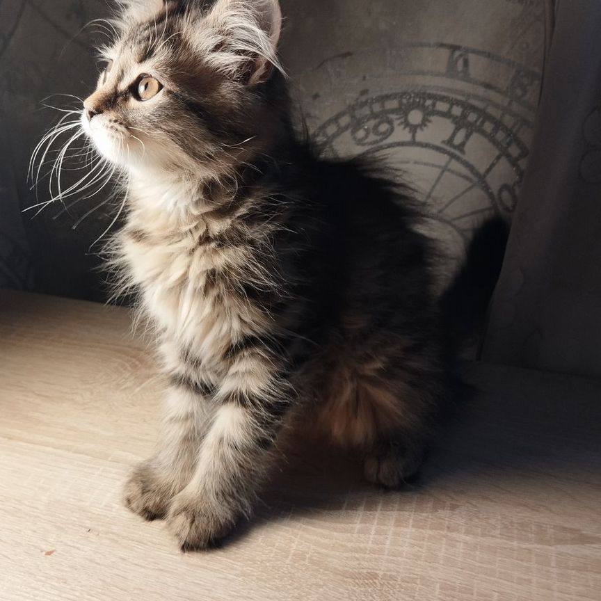 Шотландские прямоухие котята