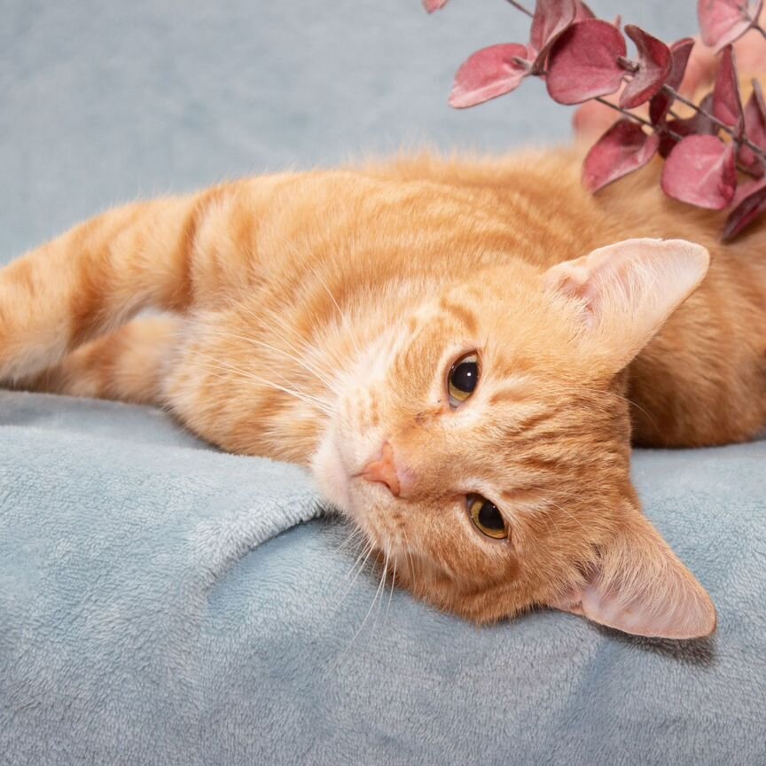 Кот
