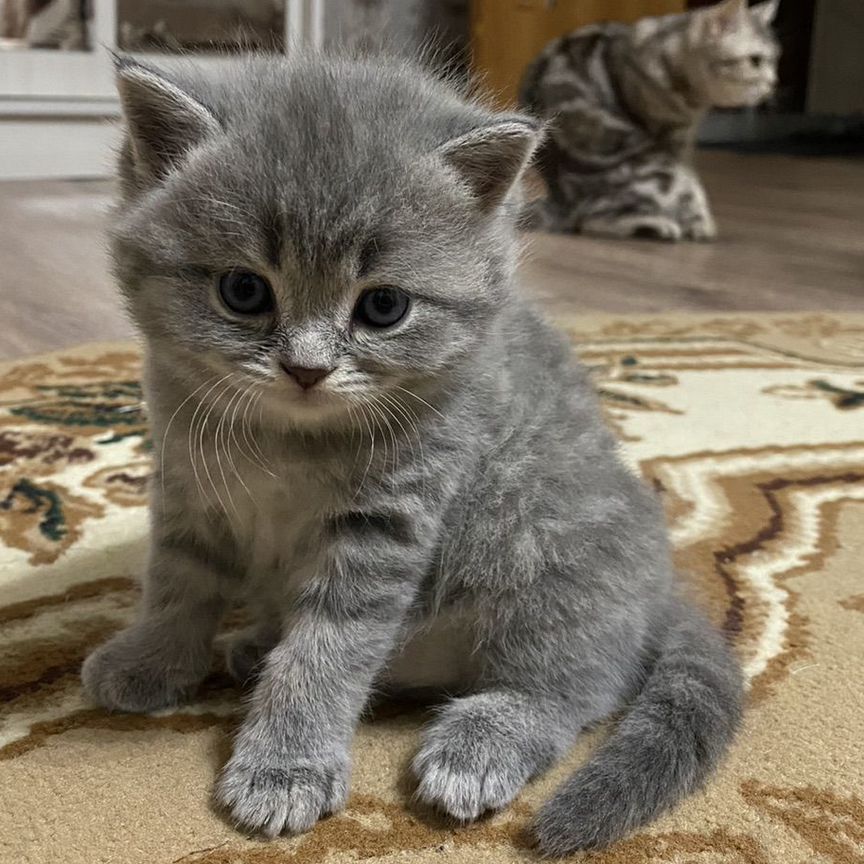 Шотландские прямоухие котята