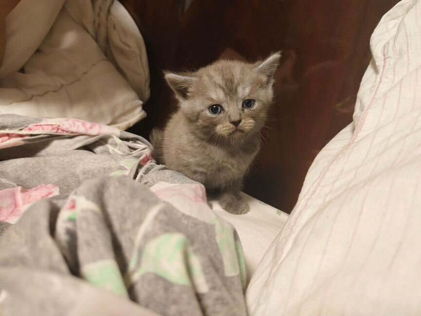 Кошка