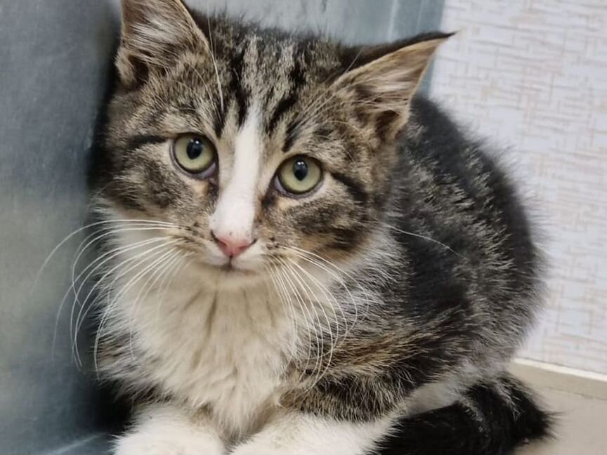 Котенок само обаяние