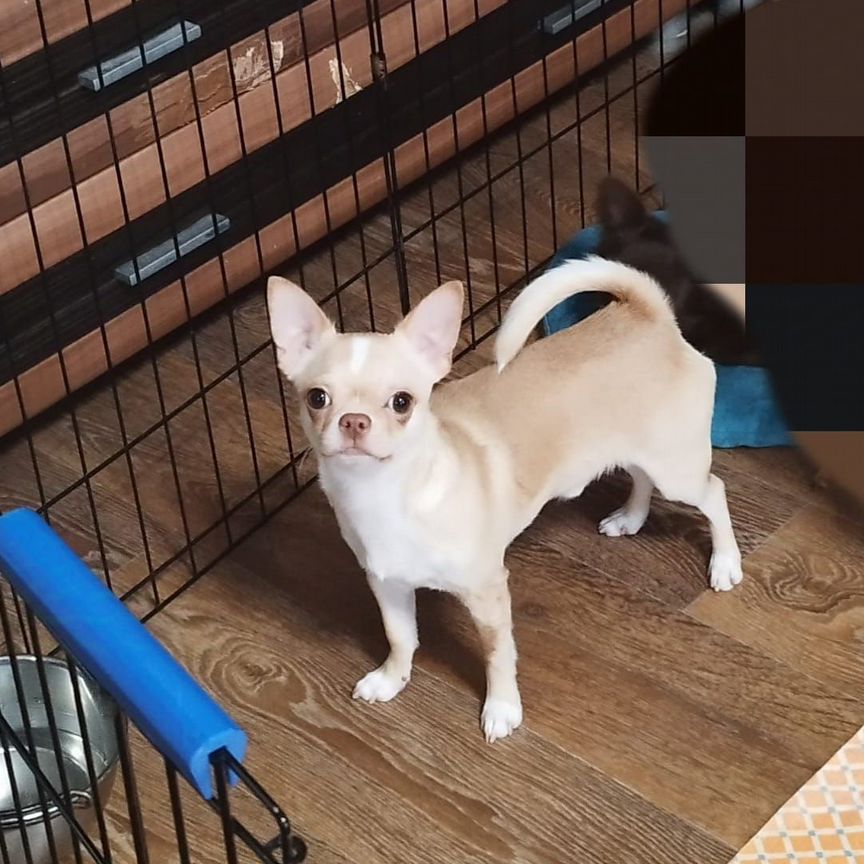 Чихуахуа мальчик Отдам в хорошие руки