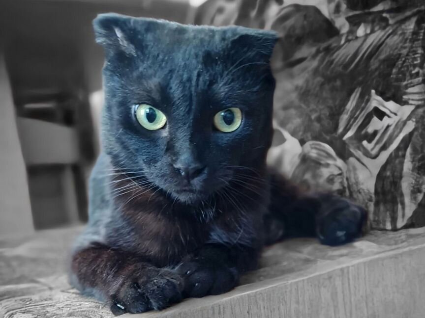 Вислоухий котик Блэк в очень добрые руки