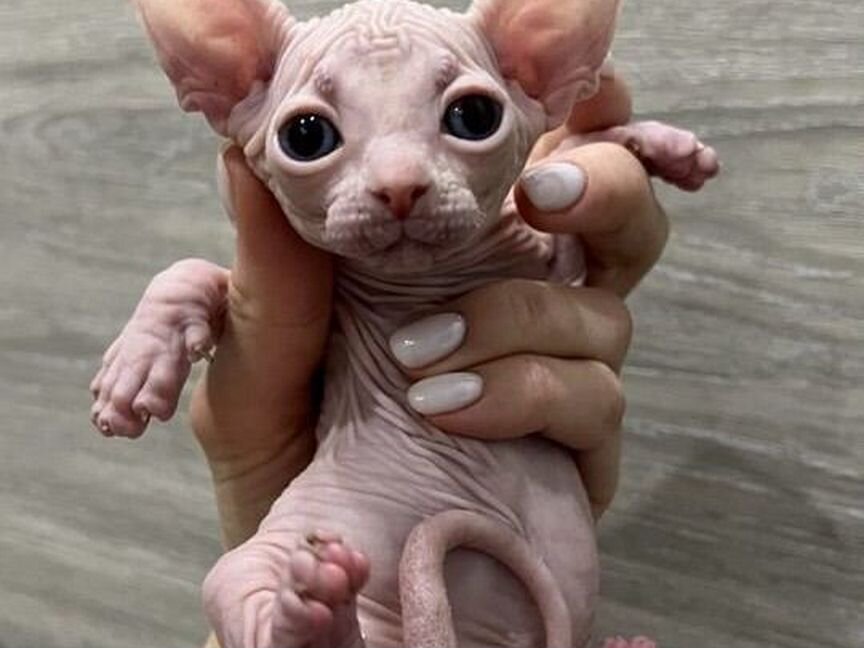 Чистокровный котенок канадский сфинкс