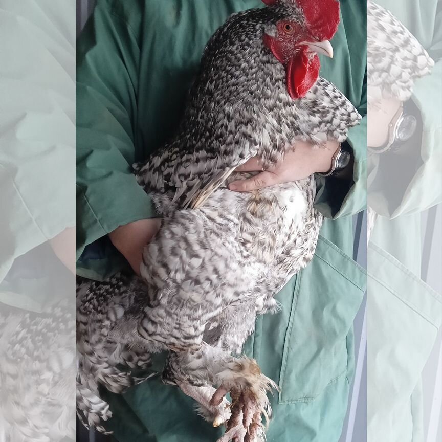 Мехеленская кукушка