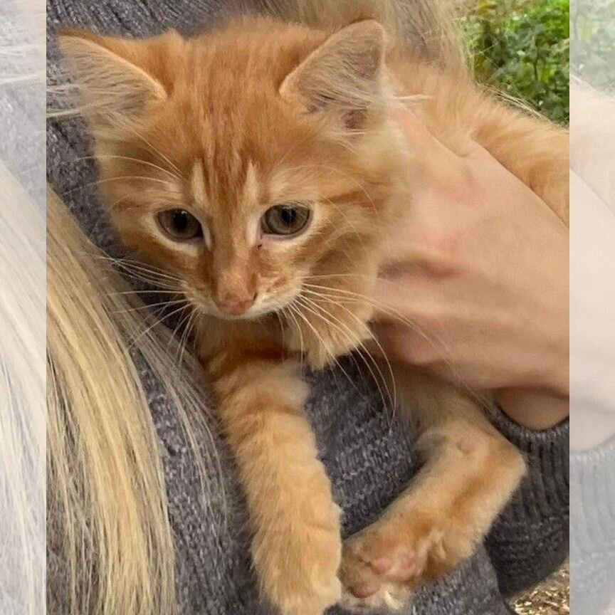 Сибирский котёнок