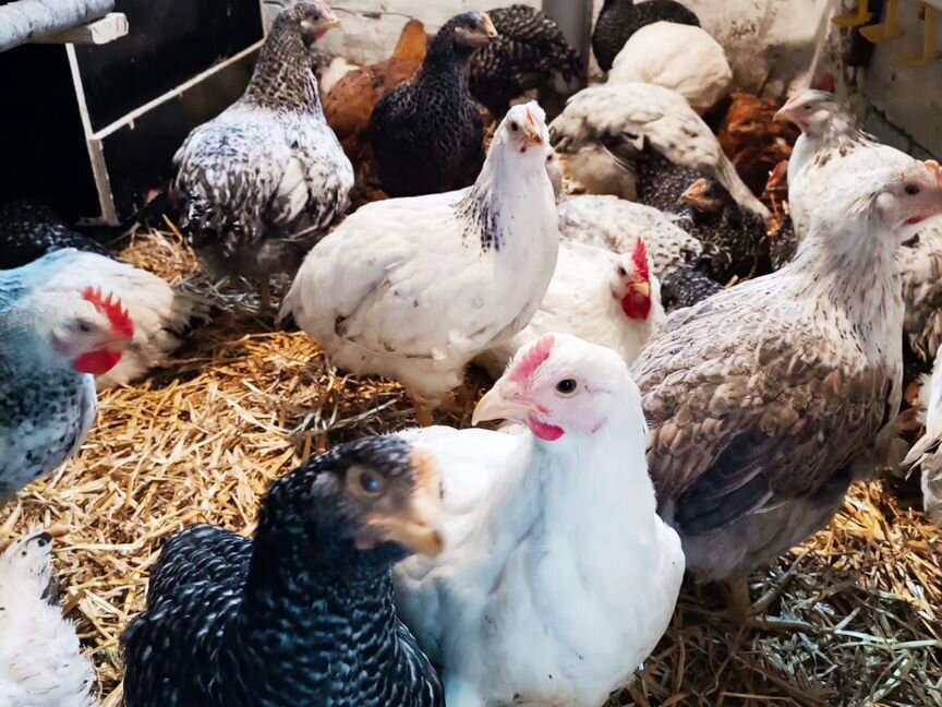 Куры молодки несушки домашние