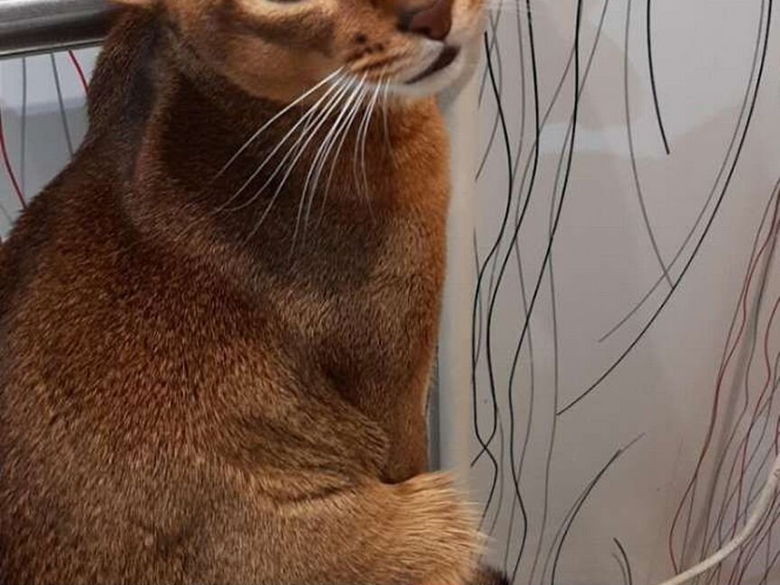 Абиссинский котик