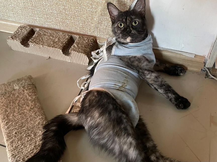 Мейкун девочка стерилизованная в добрые руки