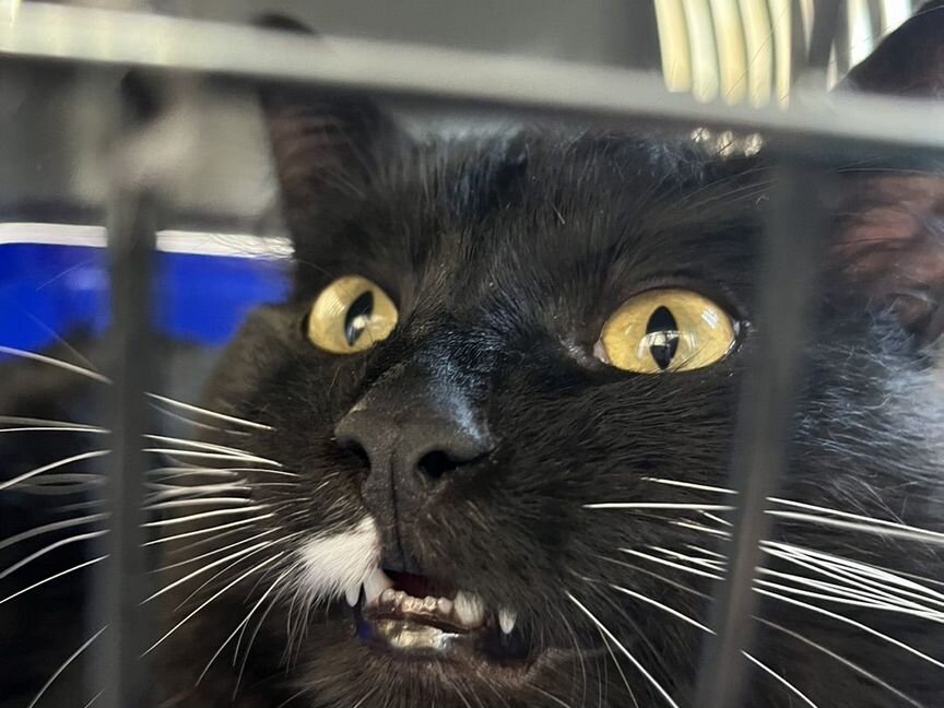 Молодой Котик Изюм