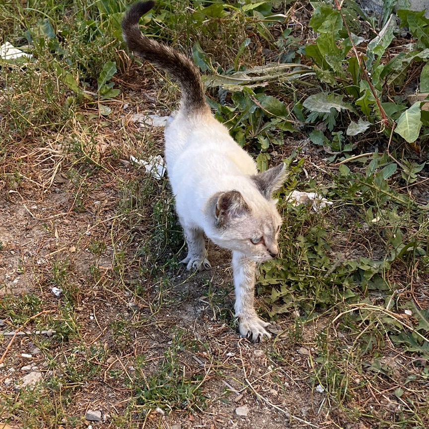 Котенок (похож на сиамского)