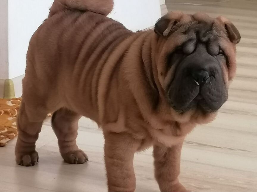 Шар пеи питомник сокровище алексы