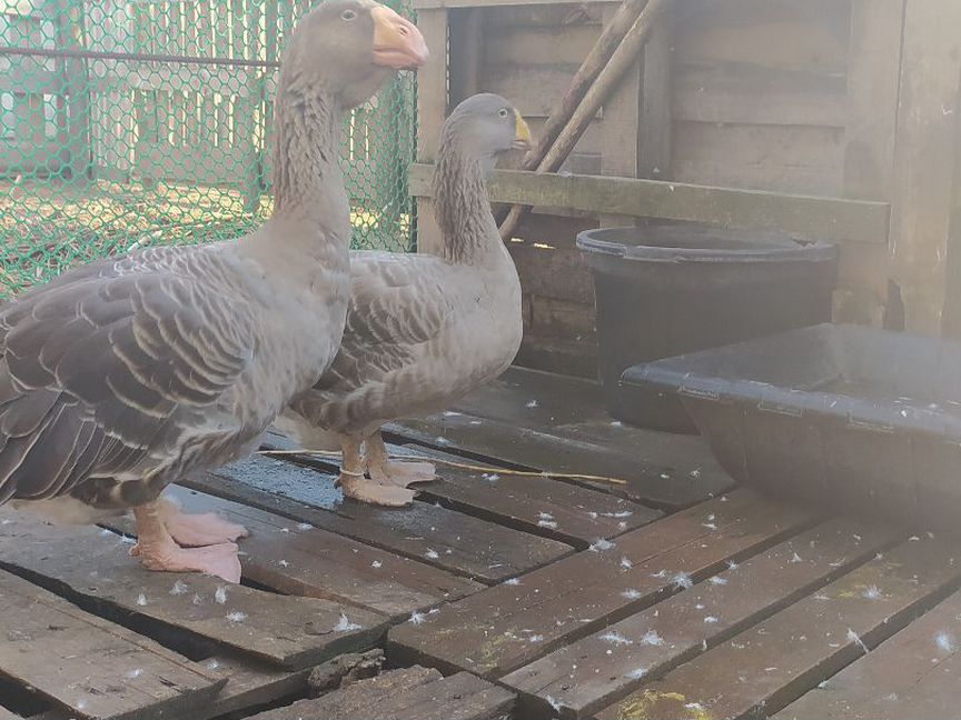 Тульские бойцовые гуси