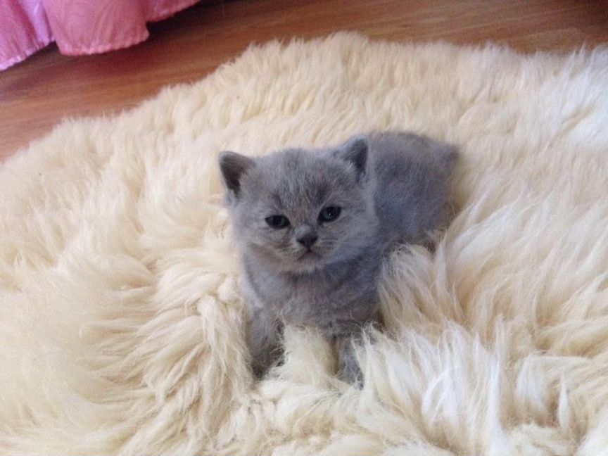 Шотландская страйт