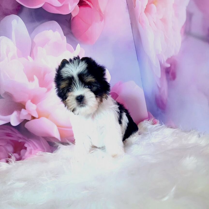 Щенки девочка и мальчик