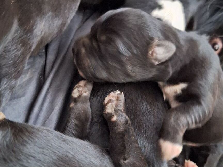 Отдам в добрые руки