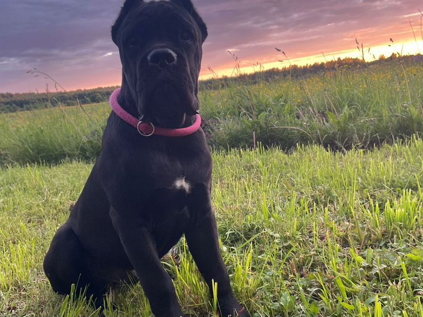 Продаётся кане корсо дата рождения 21. 12.2022