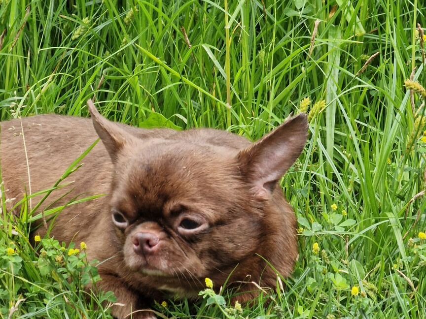 Чихуахуа мальчик взрослый 3.5 года шоколадный