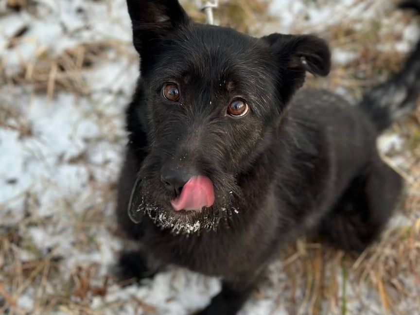 Классная собака Ксюша