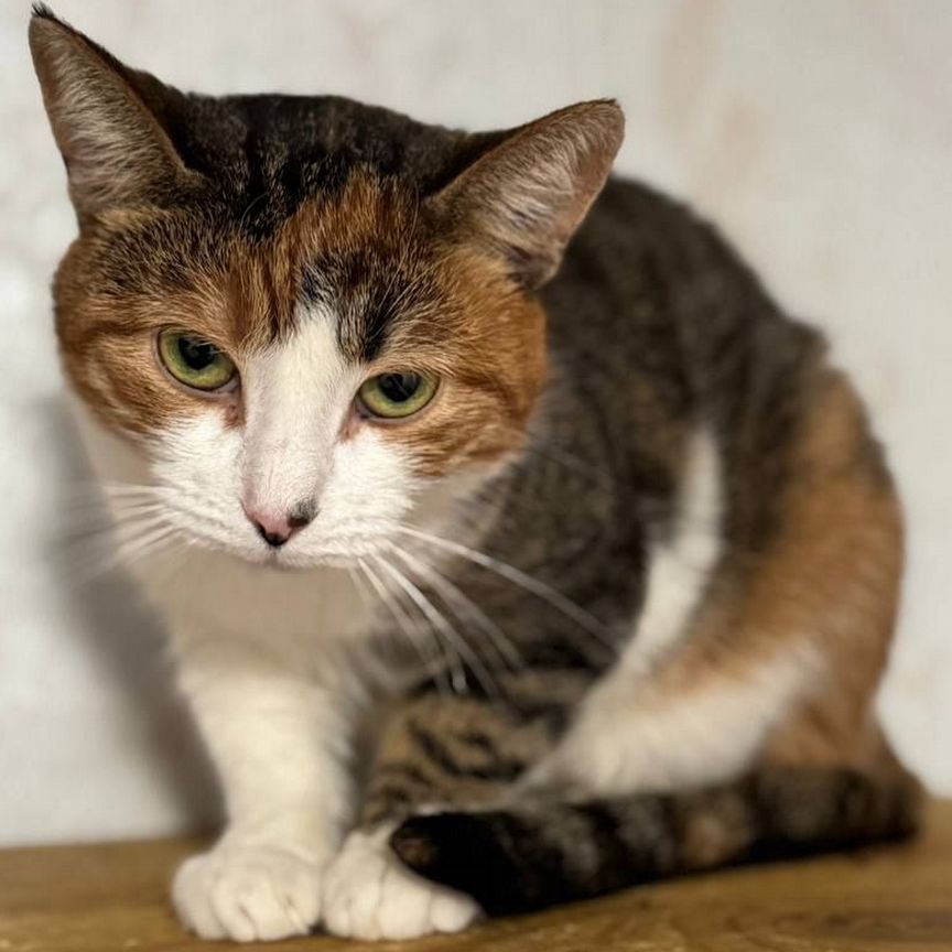 Взрослая, Девочка кошка в добрые руки