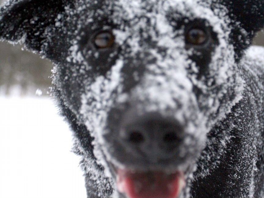 Милая Черничка ищет дом