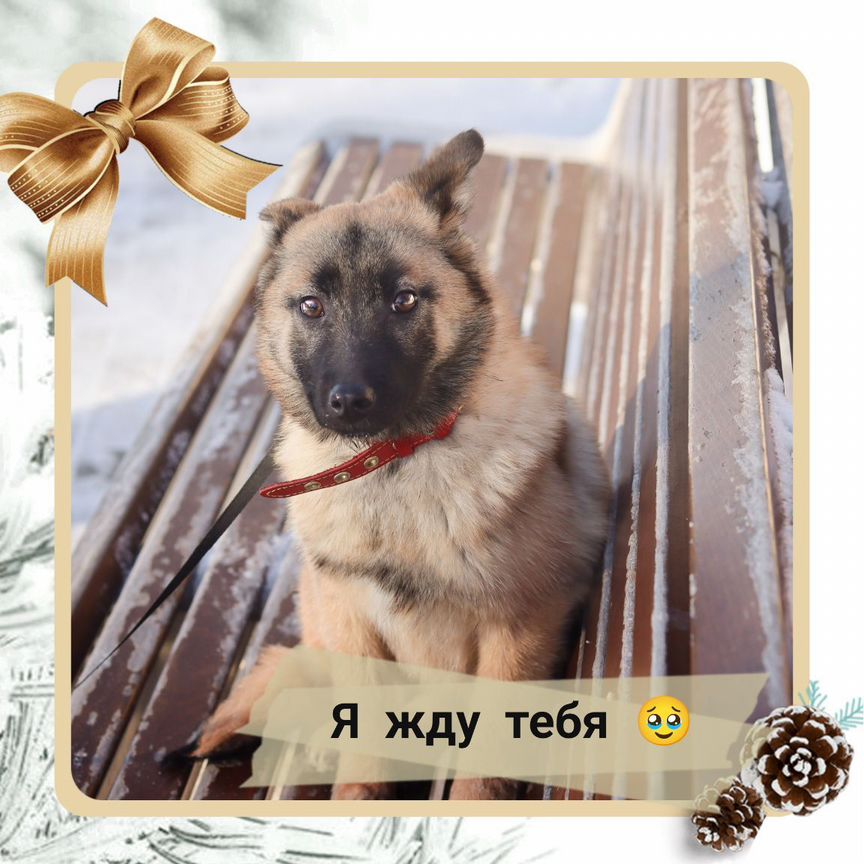 Щенок печенька в добрые руки