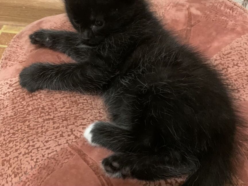 Котенок девочка в добрые руки