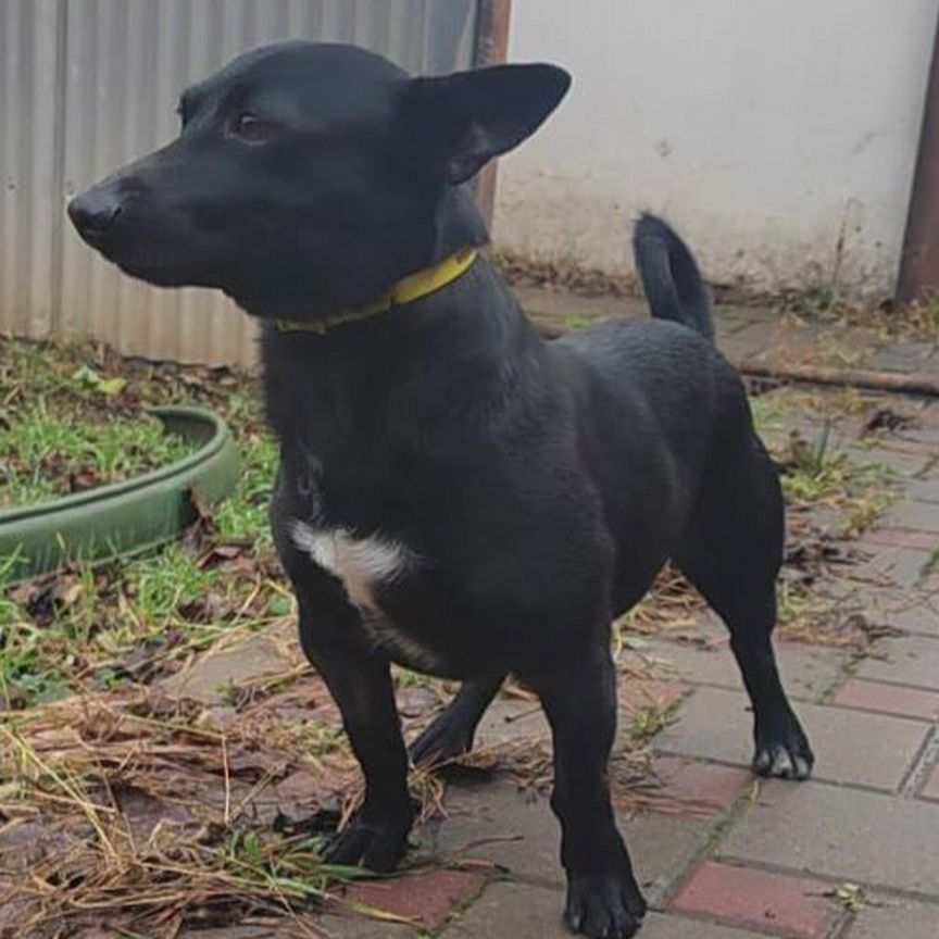 Маленький пёсик ищет дом