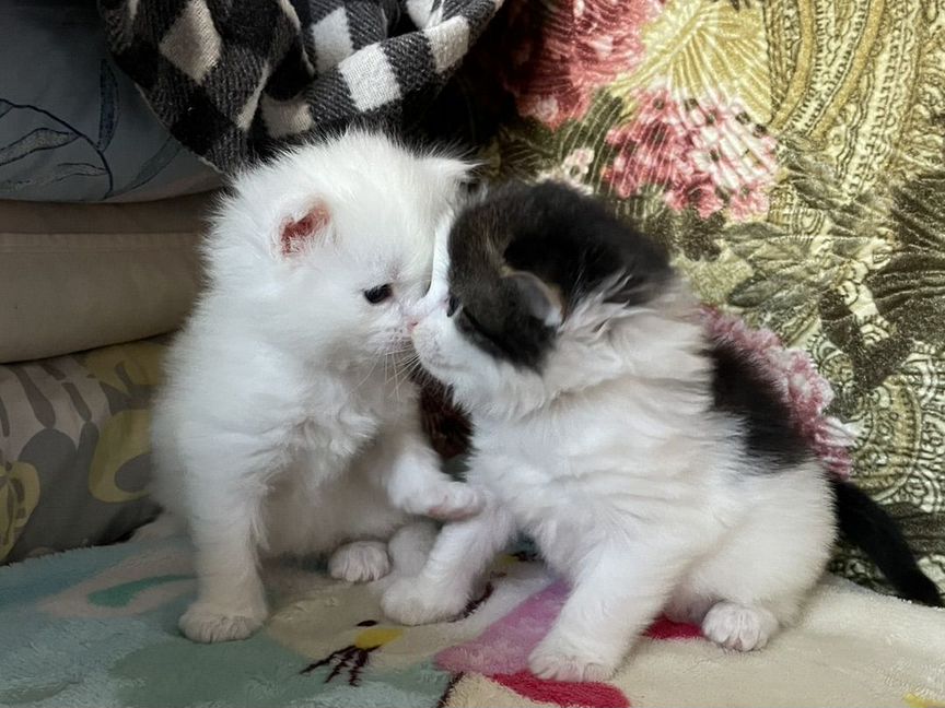 Котята 2 мальчика 1 девочка (белая)