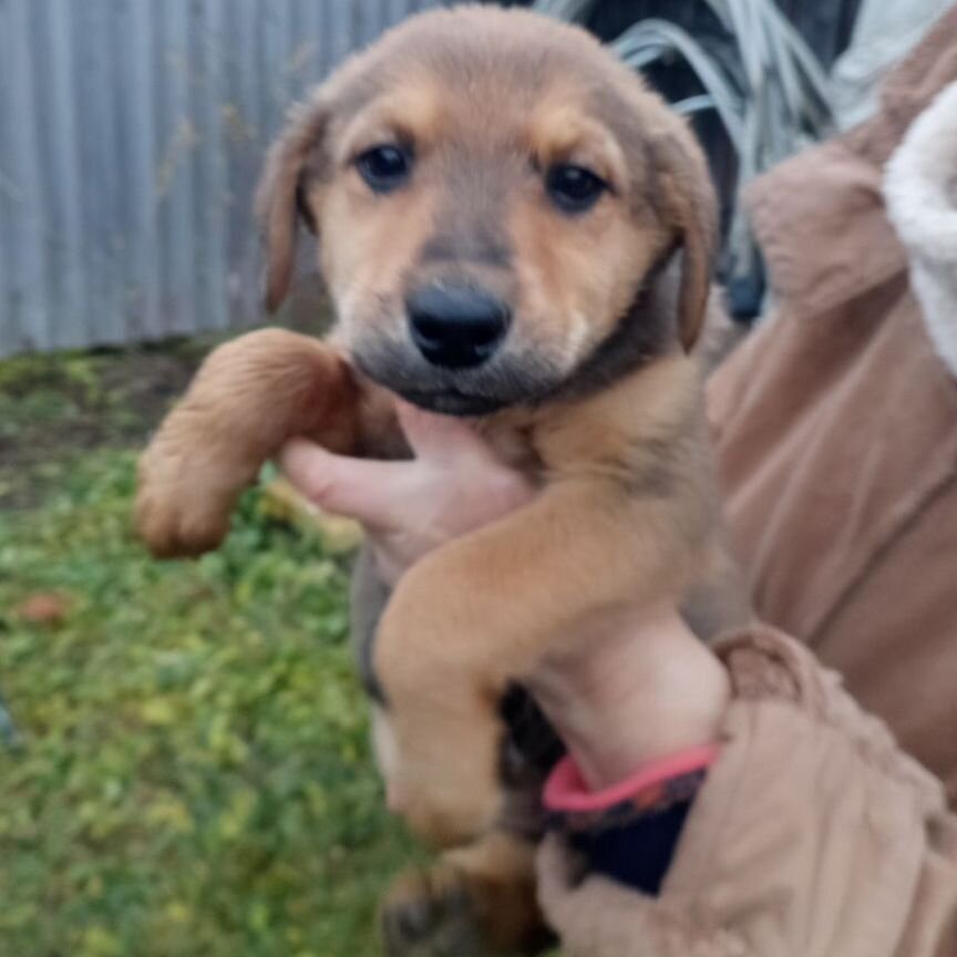 Щенок в добрые руки