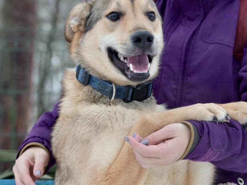 Красивый подросток Арни 8 мес очень ждет хозяина
