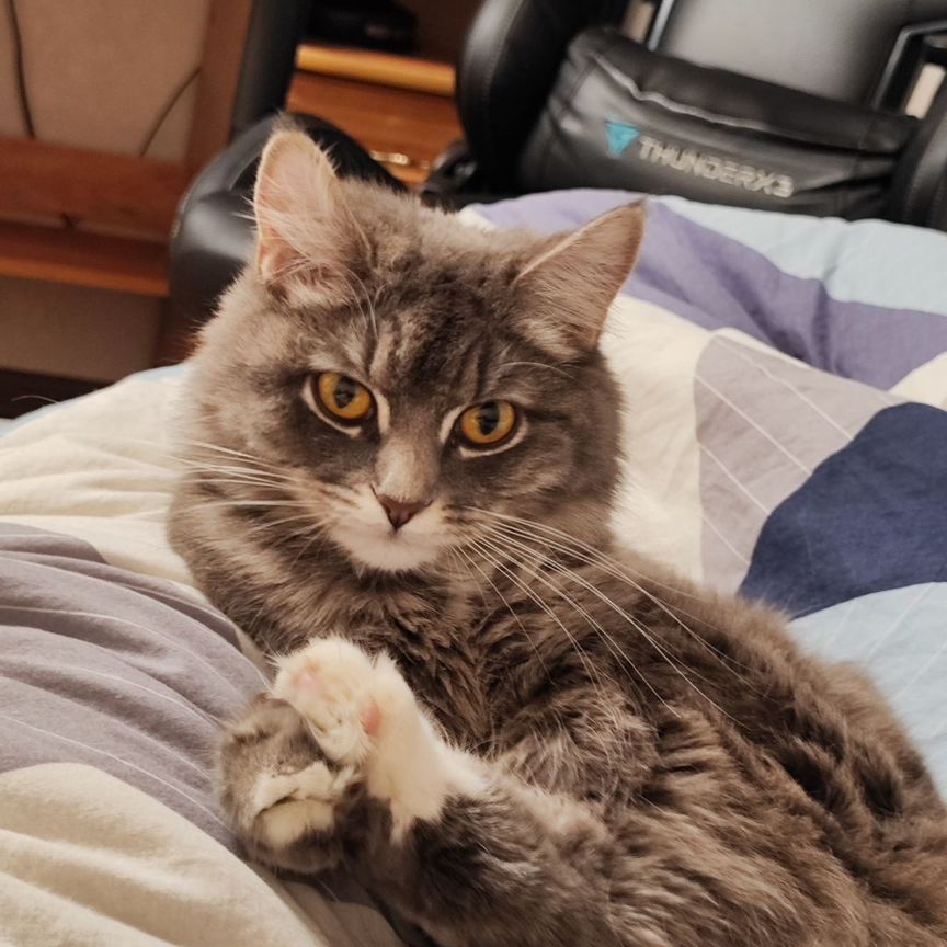 Отдам в добрые руки