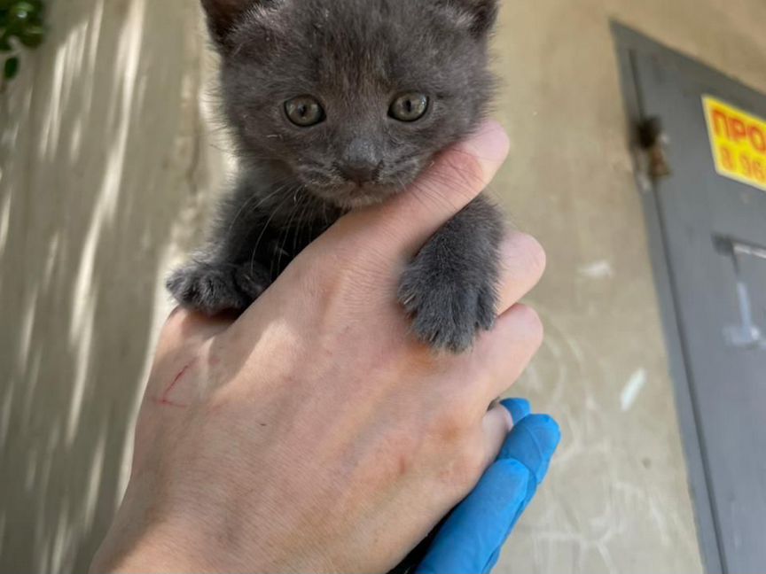 Котята девочки ищут любящих мам и пап