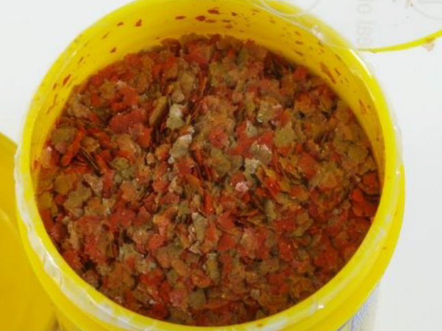 Корм для рыб петушков