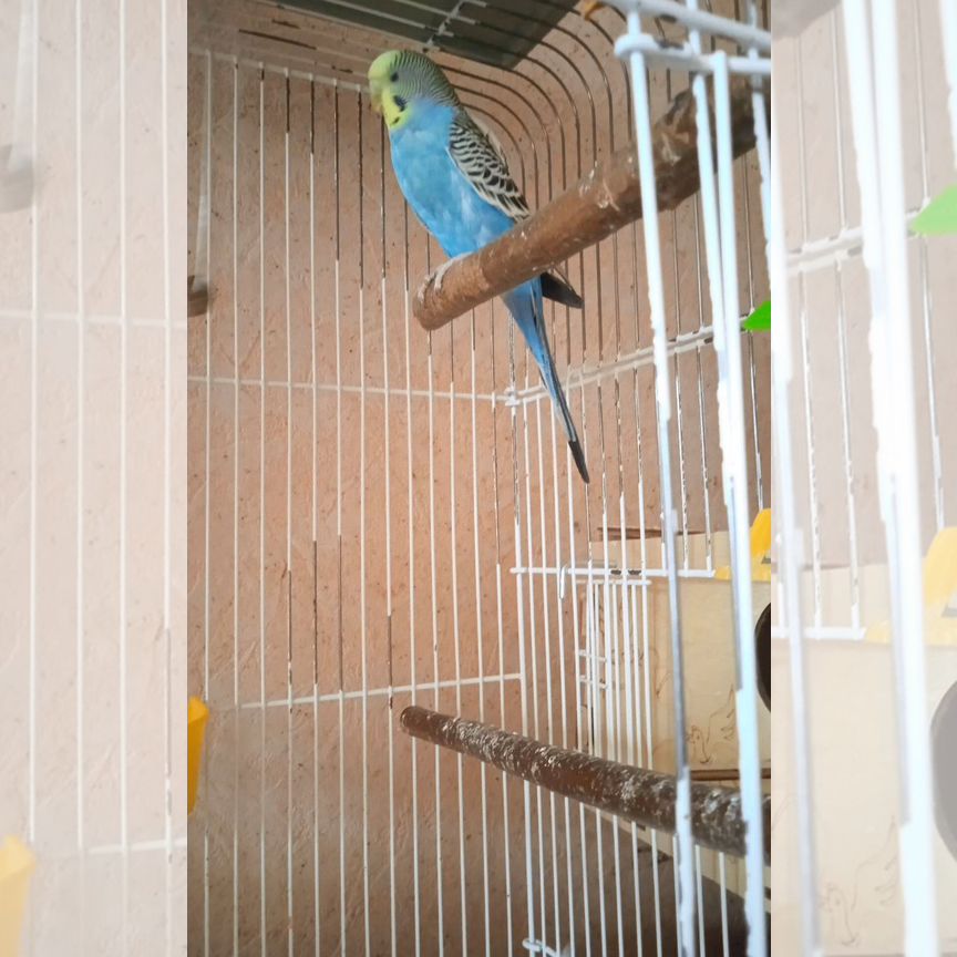 Самка волнистого попугая