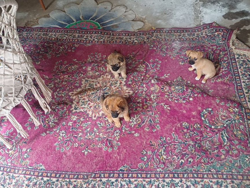 Щенки