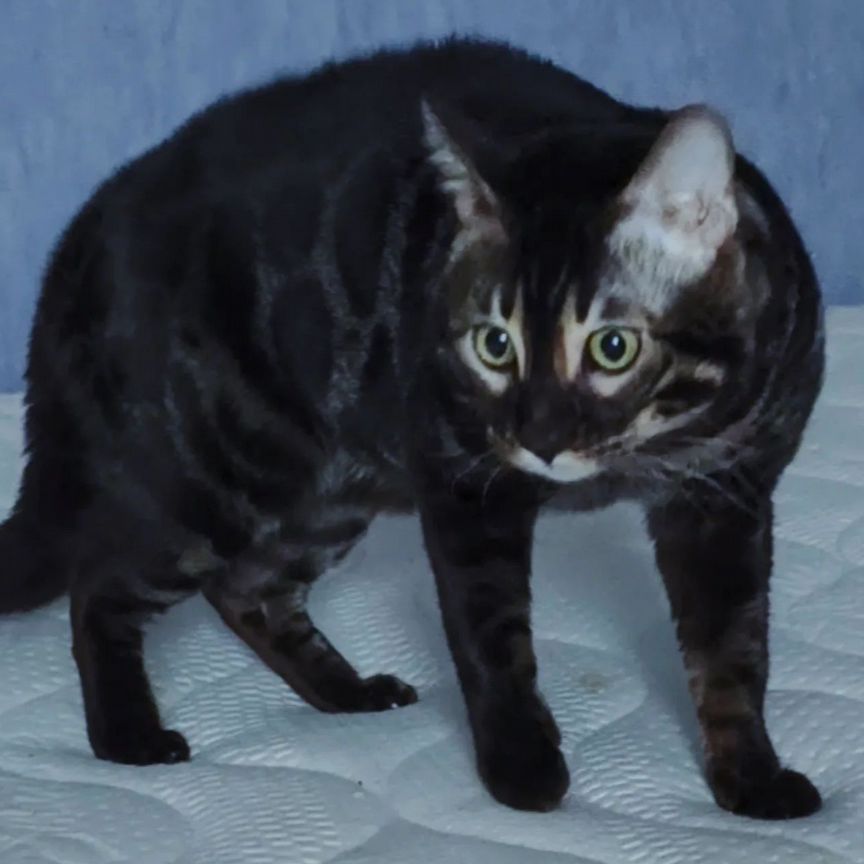 Угольный бенгал