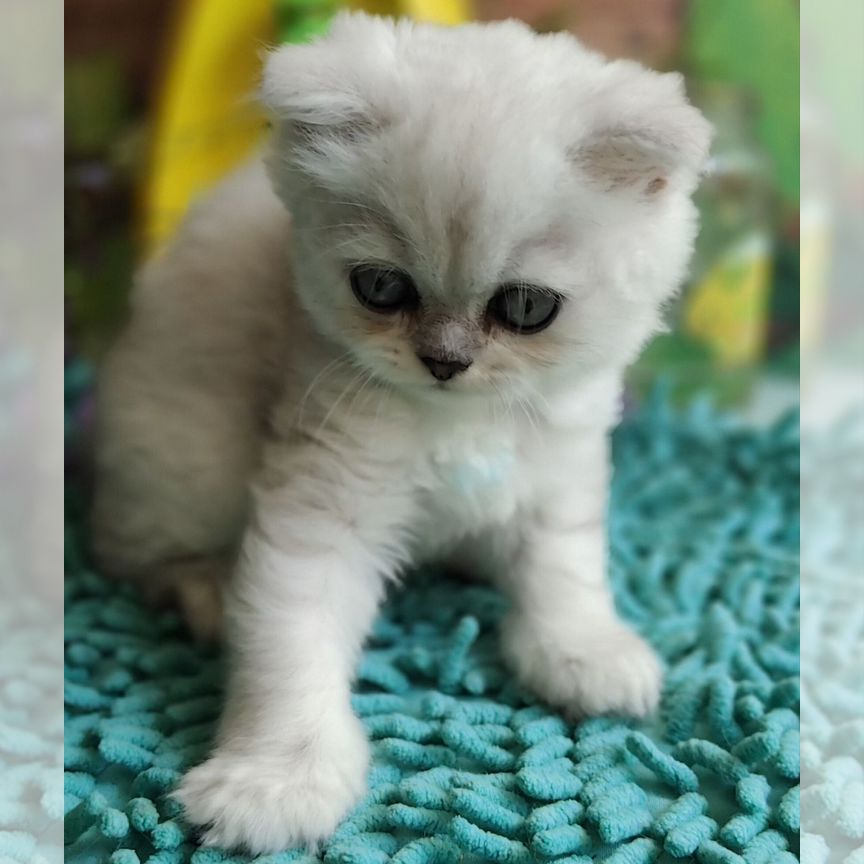 Шотландская кошечка