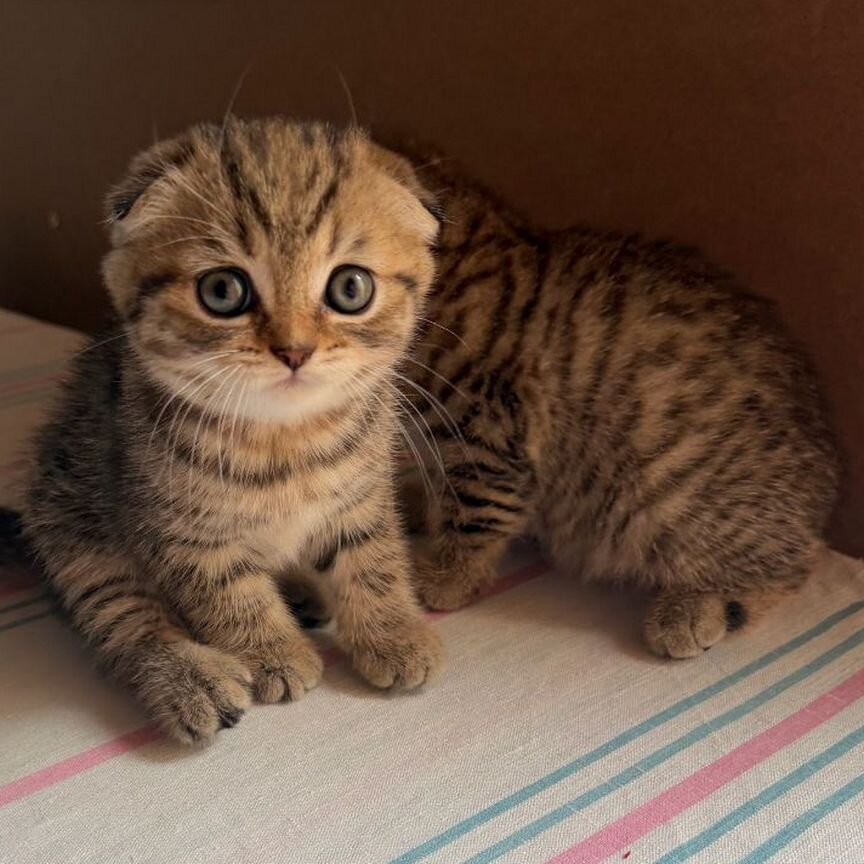 Шотландский вислоухий короткошёрстный котёнок