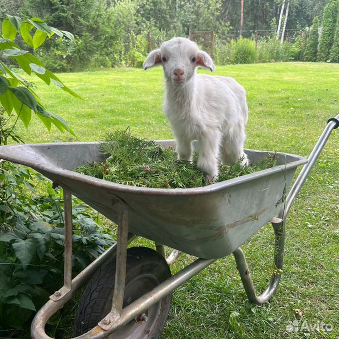 Козочка 2 месяца