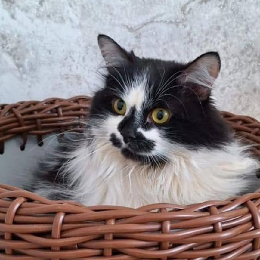 Котик бесплатно