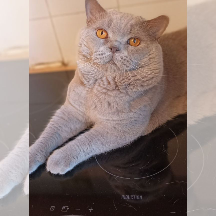 Британские настоящие котята бесплатно