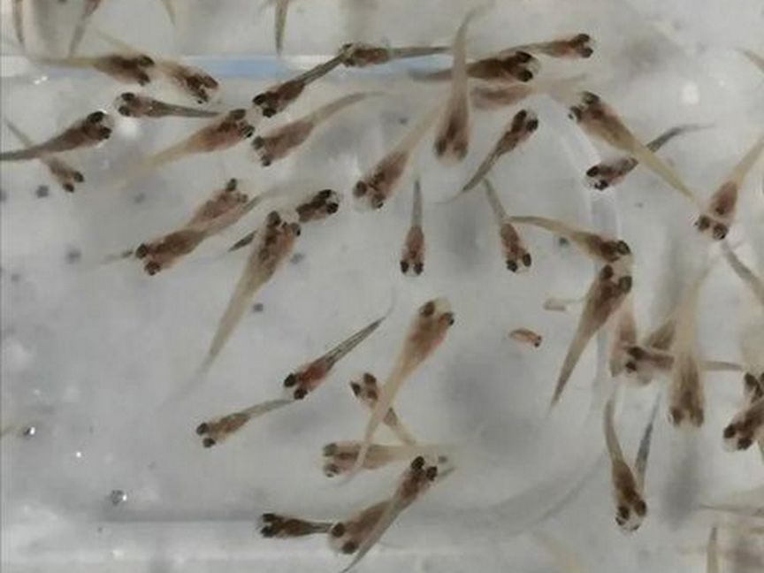 Мальки Гуппи