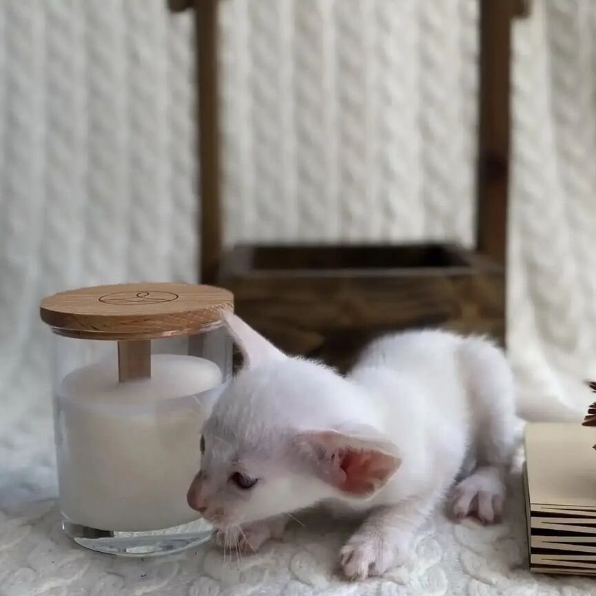 Ориентальный котёнок