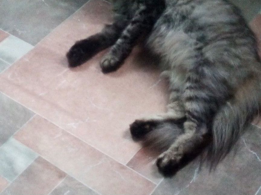 Кошка девачка