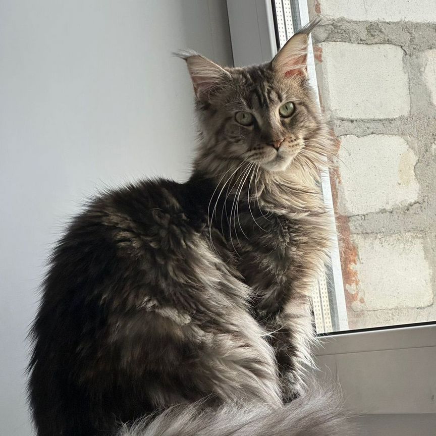 Котята мейн-кун