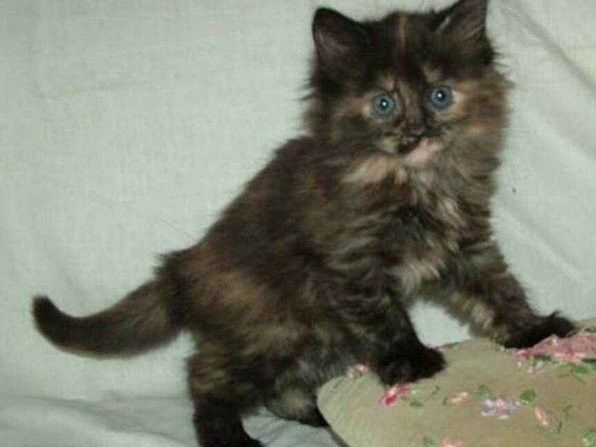 Сибирские котяточки красавцы